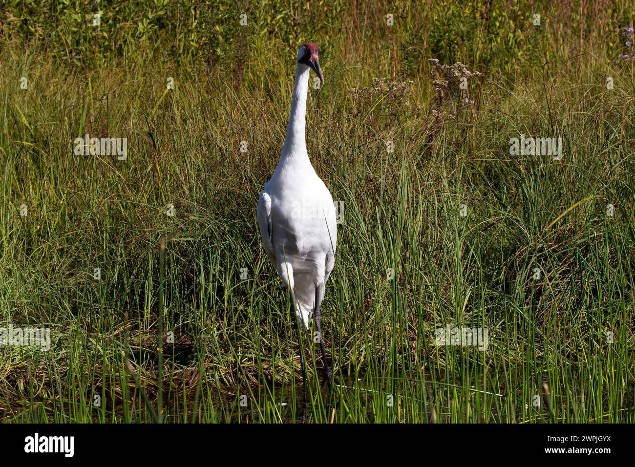 Whooping crane ( Grus Americana),beautiful cranes in north America ...