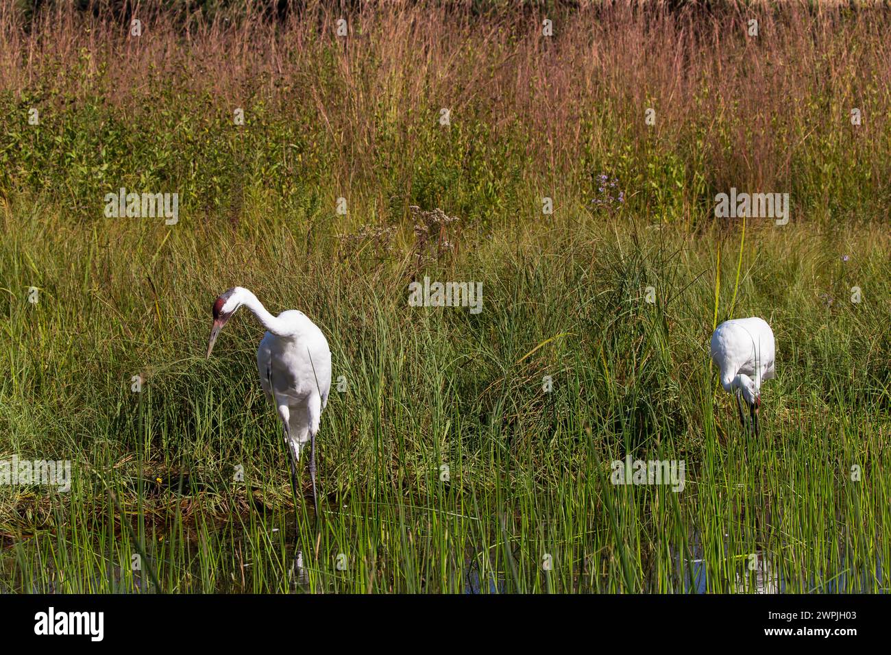 Whooping crane ( Grus Americana),beautiful cranes in north America ...