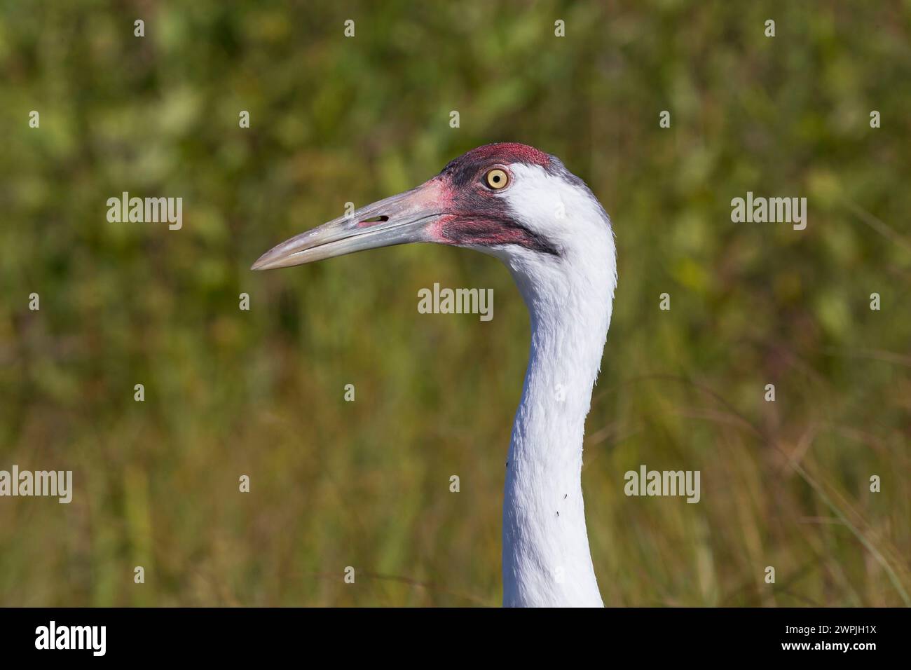 Whooping crane ( Grus Americana),beautiful cranes in north America ...