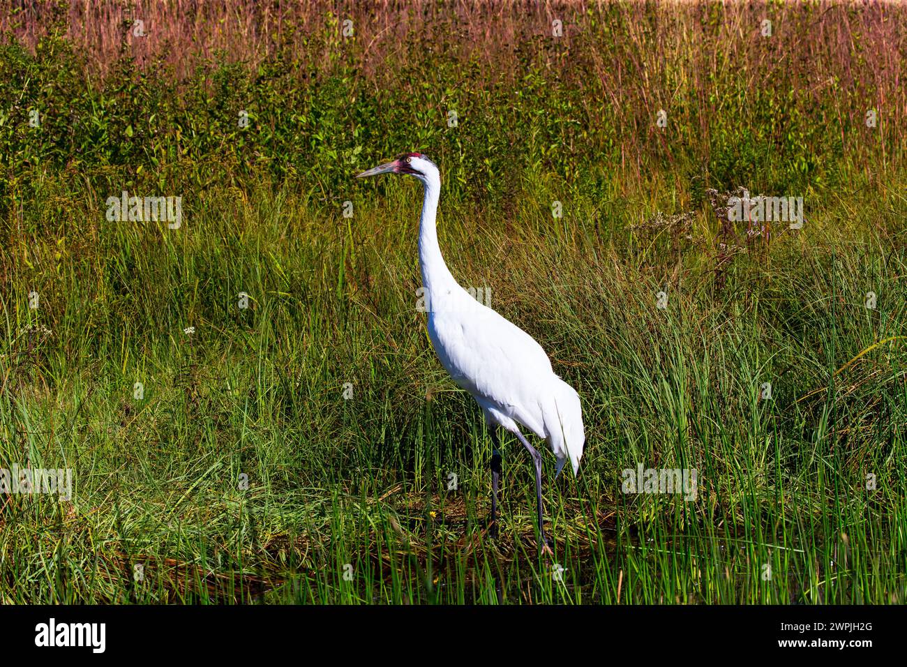 Whooping crane ( Grus Americana),beautiful cranes in north America ...