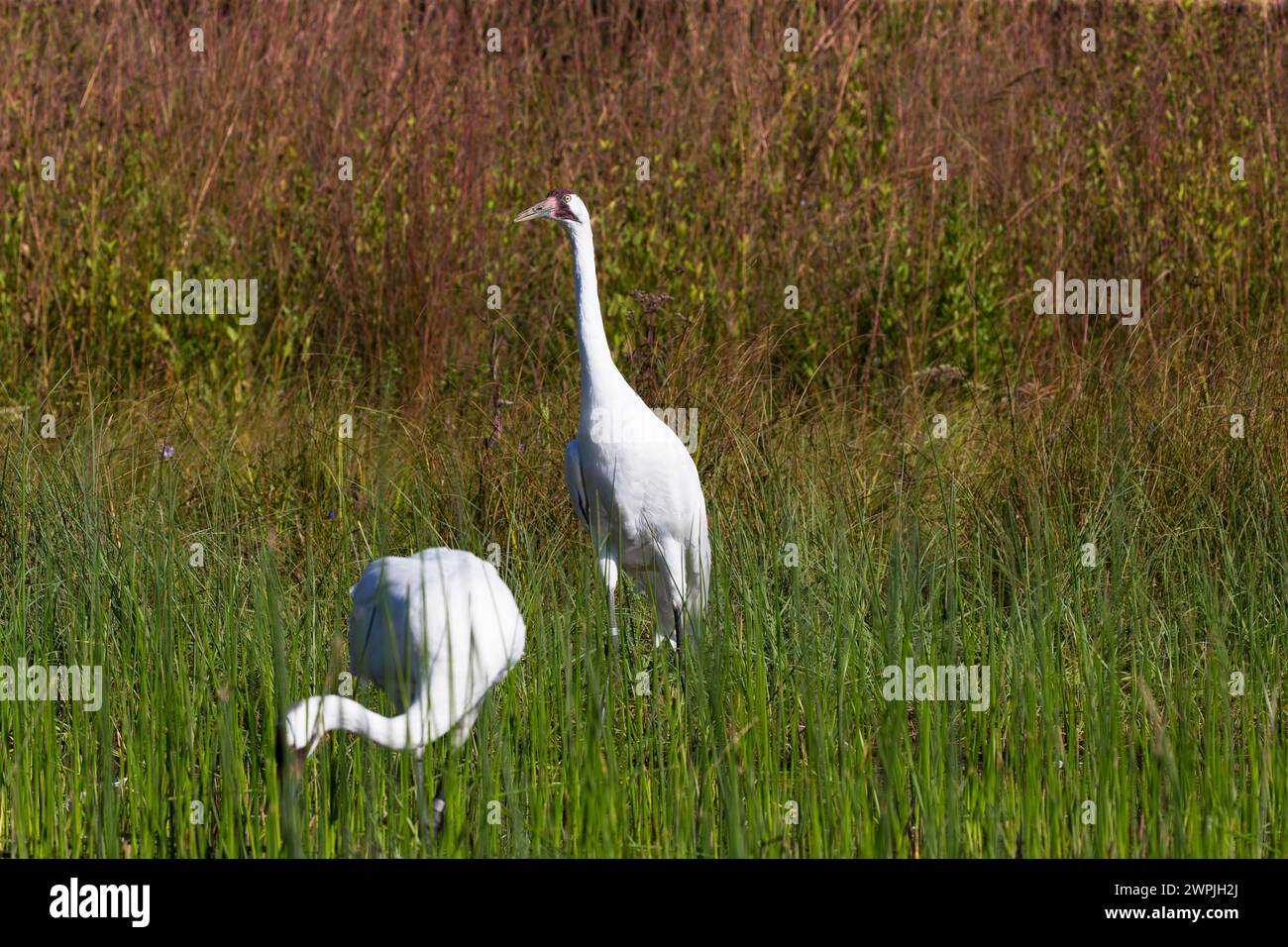 Whooping crane ( Grus Americana),beautiful cranes in north America ...