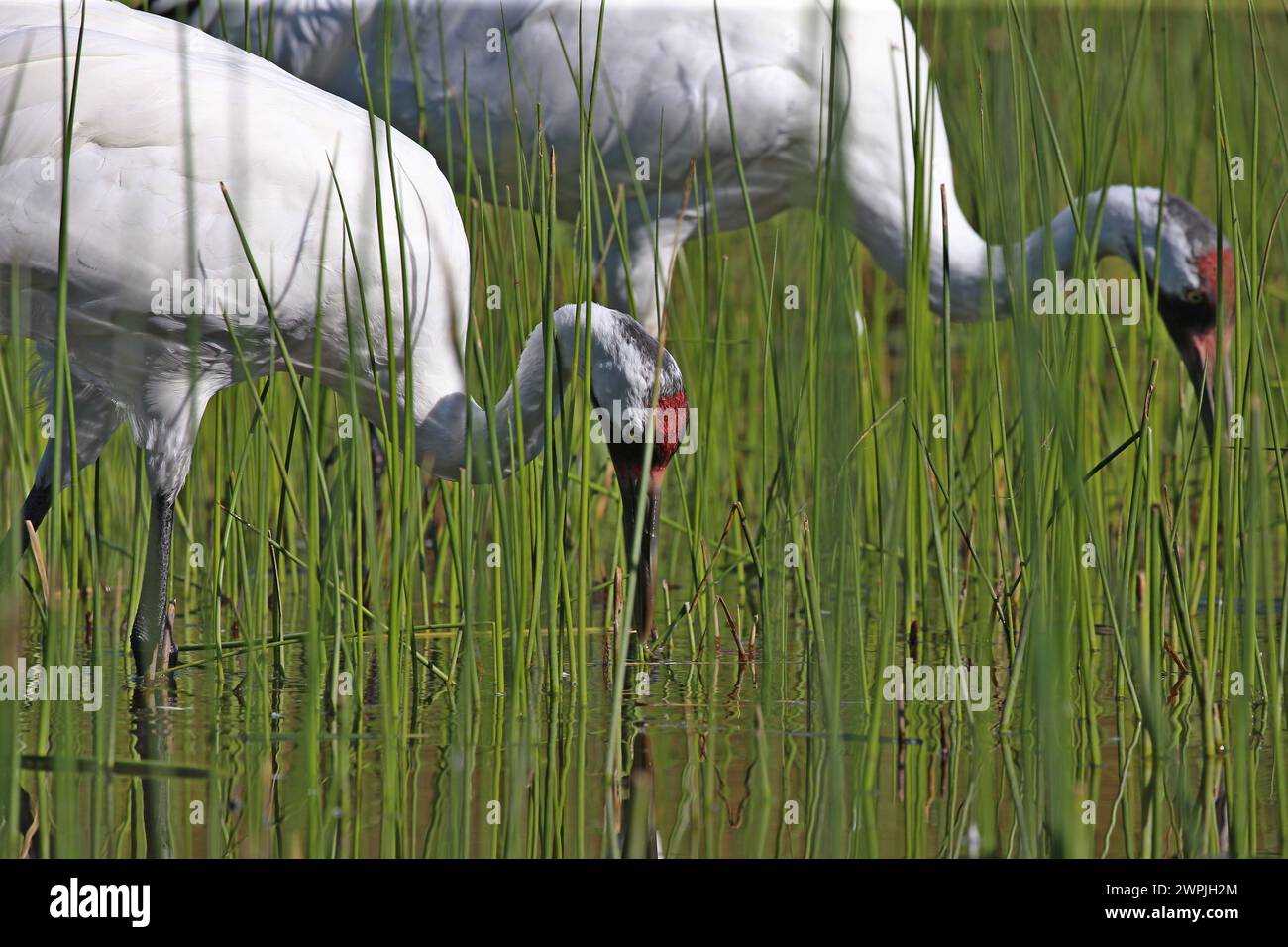 Whooping crane ( Grus Americana),beautiful cranes in north America ...