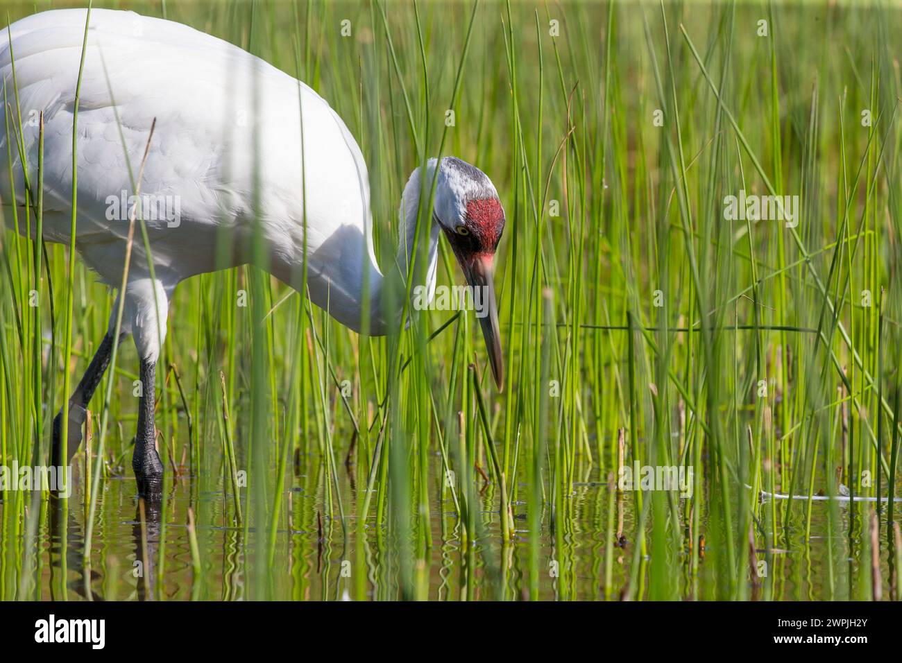 Whooping crane ( Grus Americana),beautiful cranes in north America ...