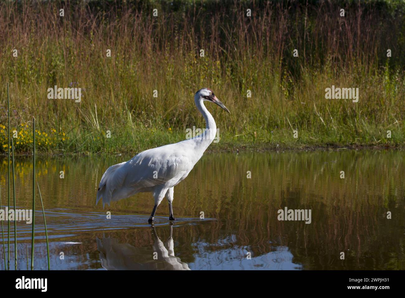 Whooping crane ( Grus Americana),beautiful cranes in north America ...