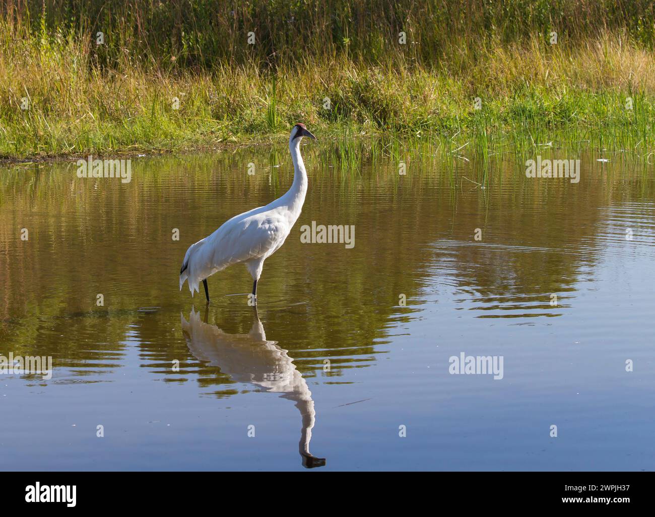 Whooping crane ( Grus Americana),beautiful cranes in north America ...