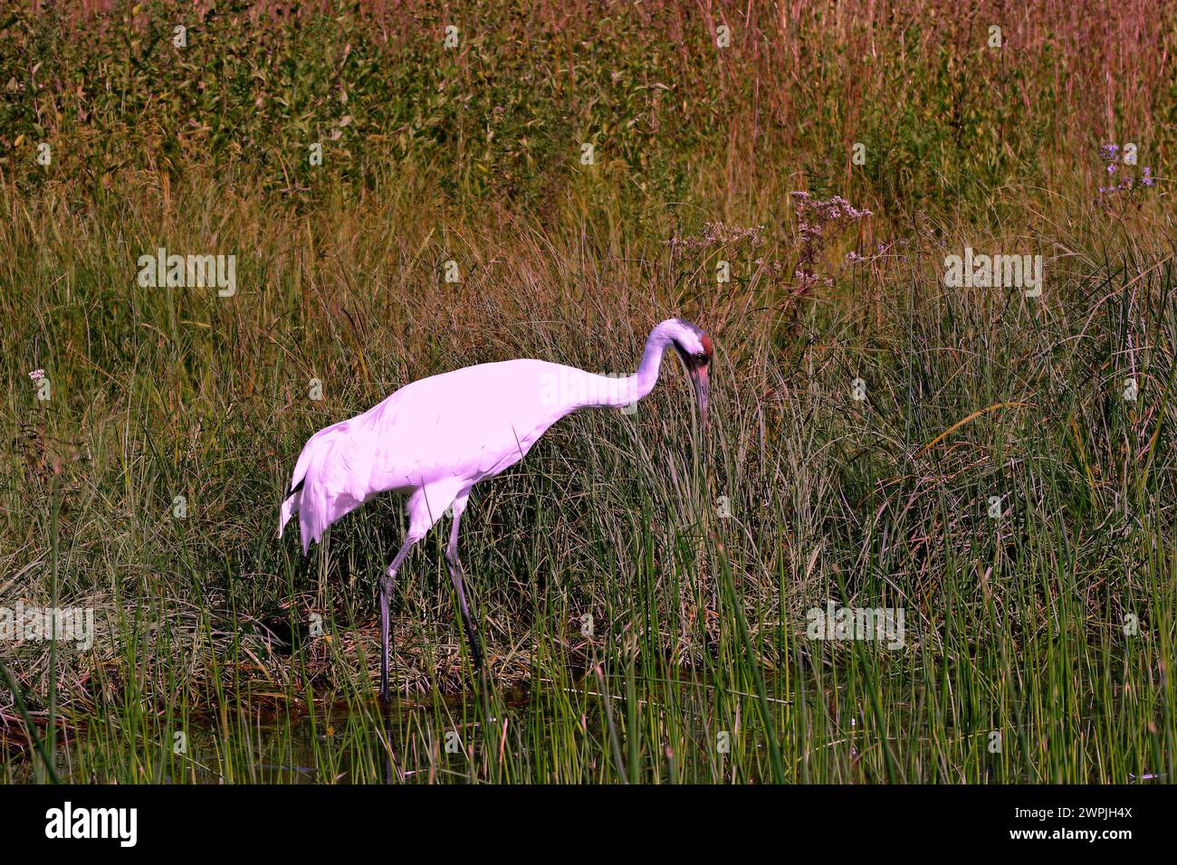 Whooping crane ( Grus Americana),beautiful cranes in north America ...
