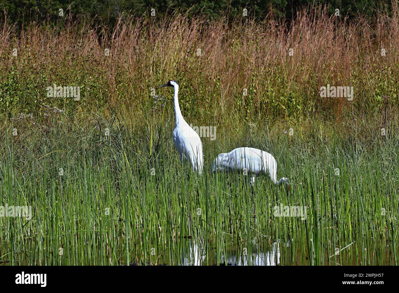 Whooping crane ( Grus Americana),beautiful cranes in north America ...