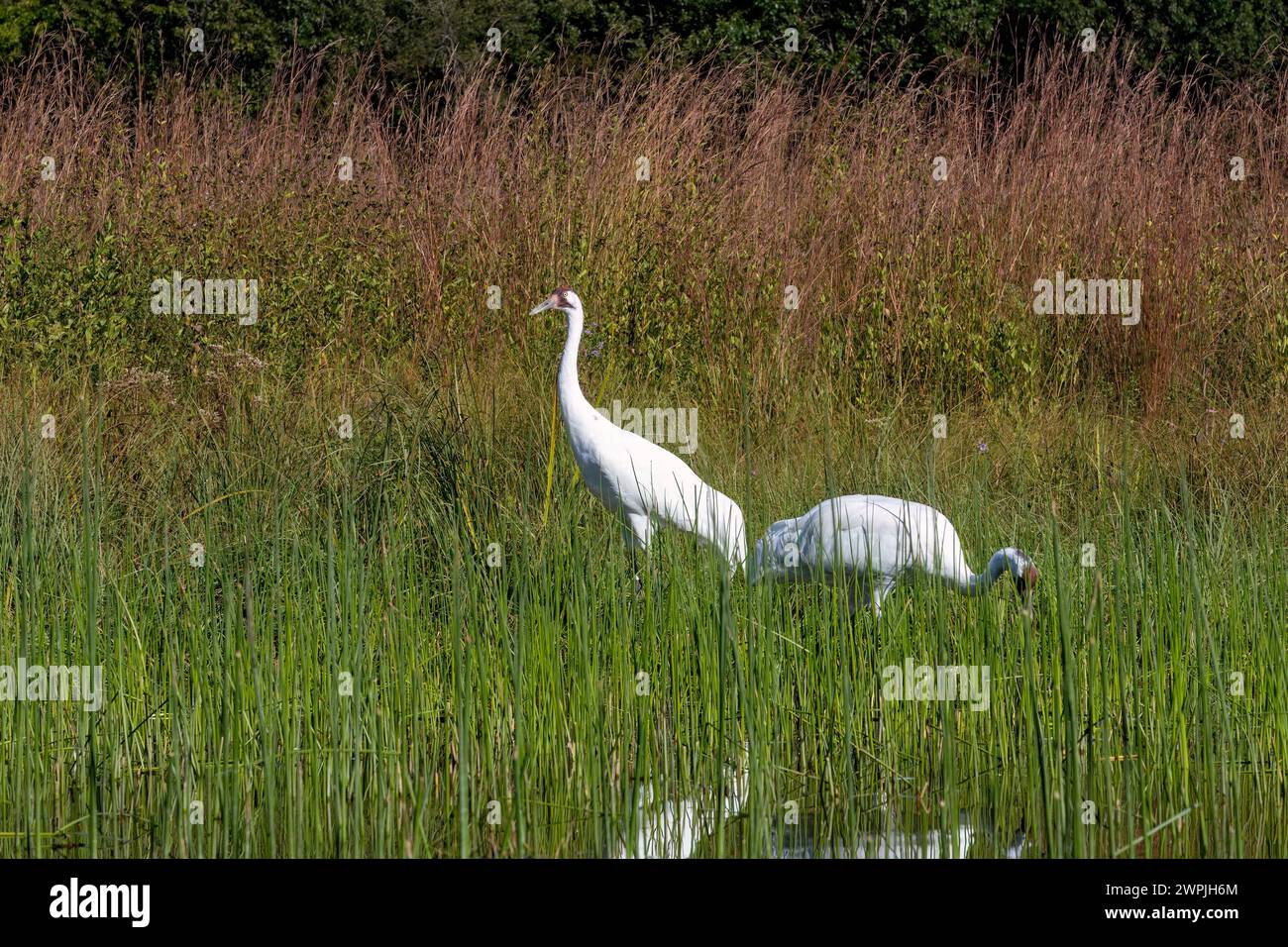 Whooping crane ( Grus Americana),beautiful cranes in north America ...