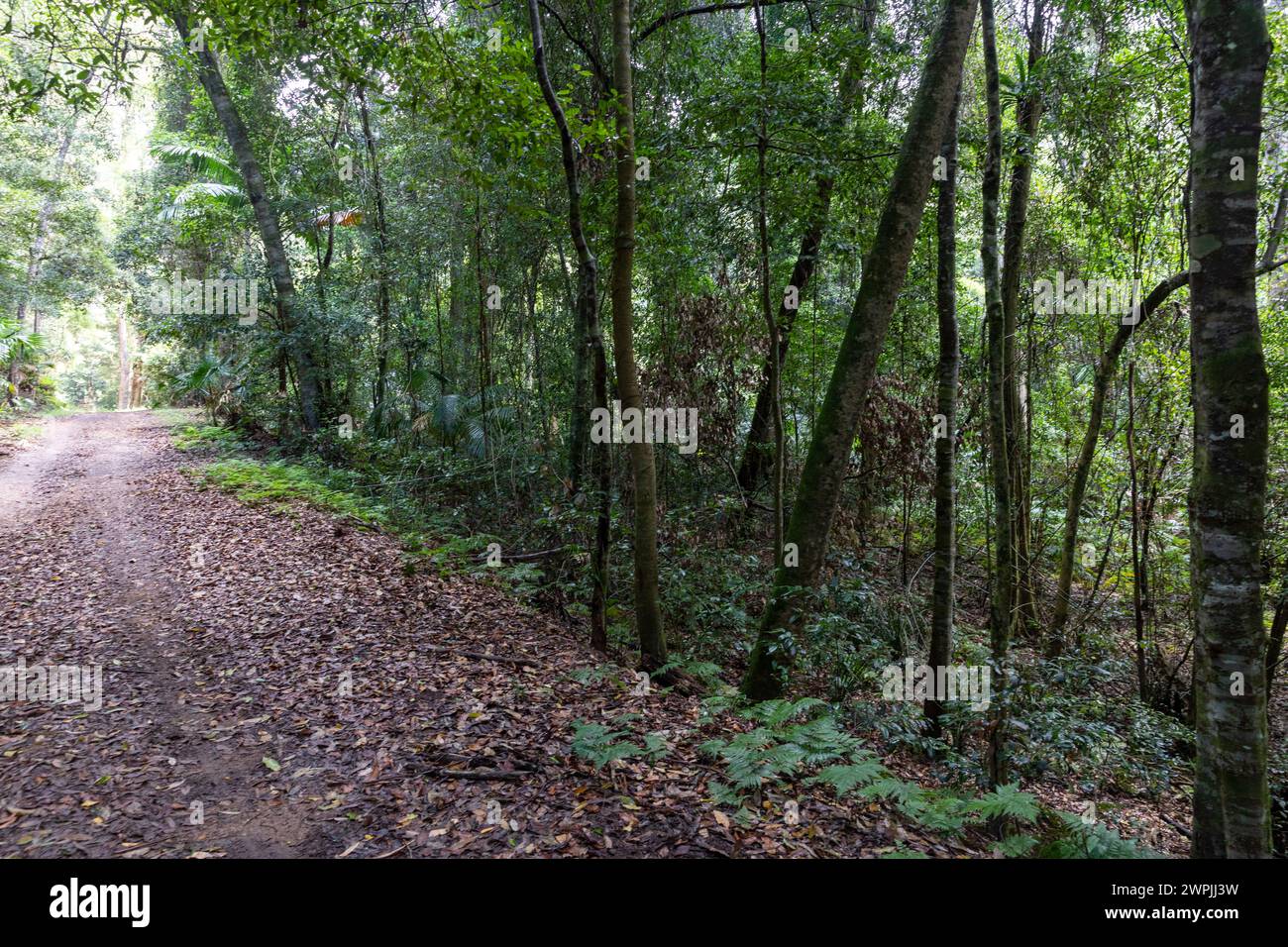 Lady Carrington Drive in the Royal National Park, walking and cycling ...