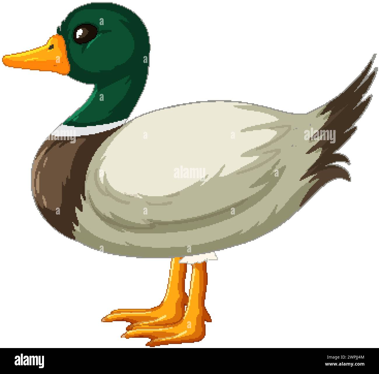 Mallard duck side view Cut Out Stock Images & Pictures - Alamy