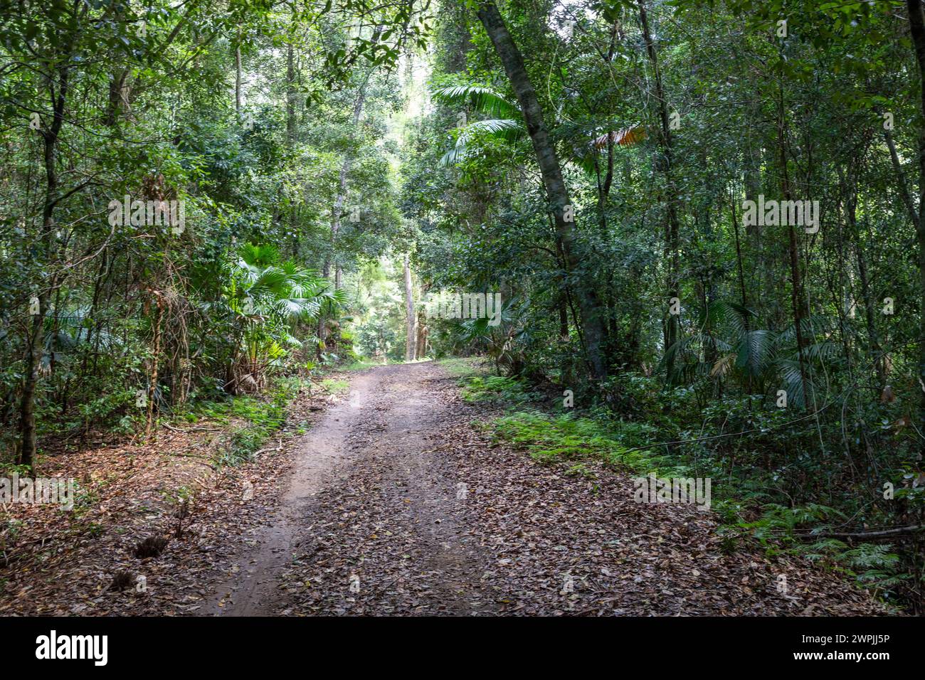 Lady Carrington Drive in the Royal National Park, walking and cycling ...