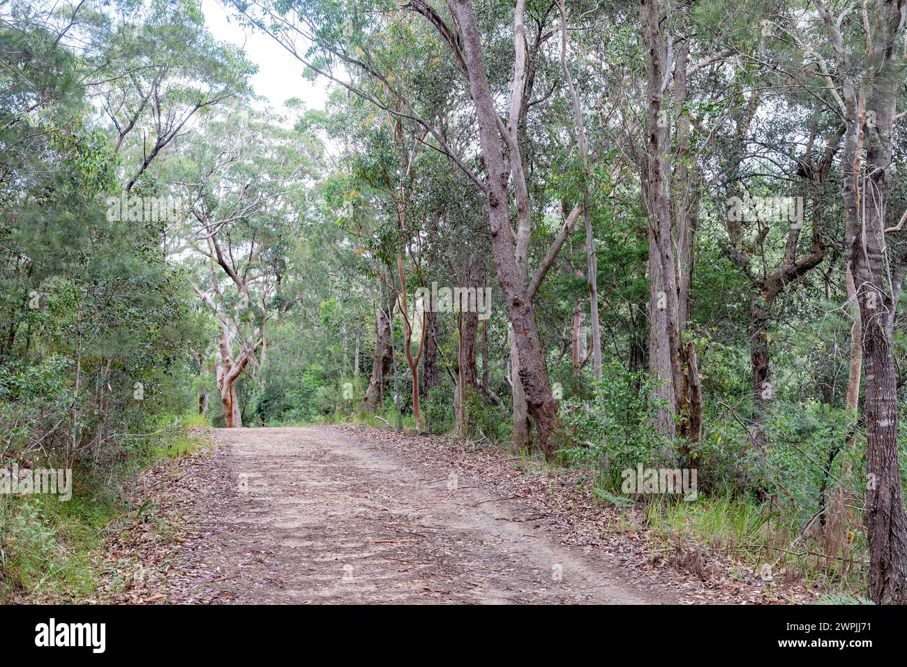 Lady Carrington Drive in the Royal National Park, walking and cycling ...
