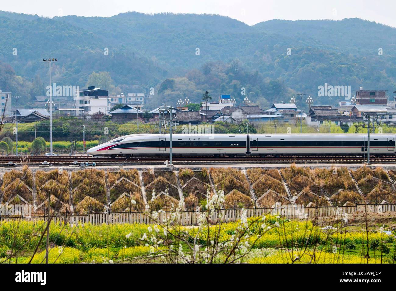 A bullet train is running among the blooming flowers on the Luoxiang ...