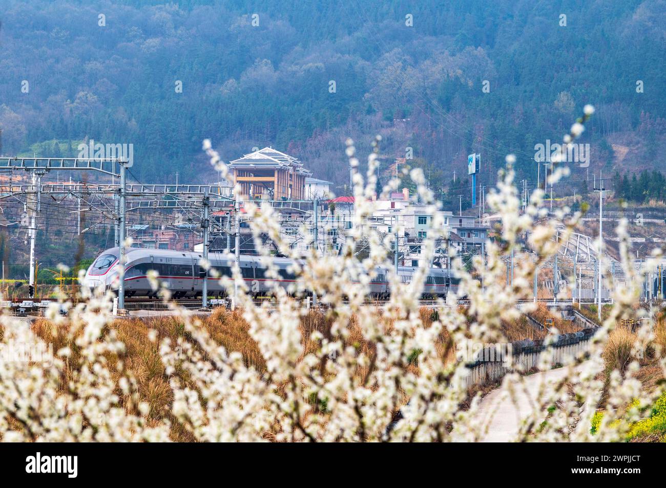 A bullet train is running among the blooming flowers on the Luoxiang ...