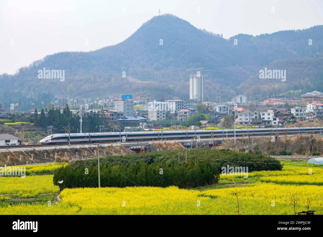 A bullet train is running among the blooming flowers on the Luoxiang ...