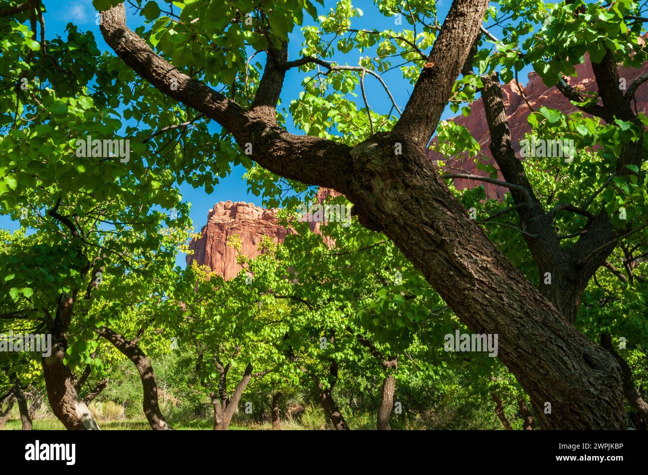 Plateaus and Orchards at Capitol Reef National Park in Utah, USA Stock ...