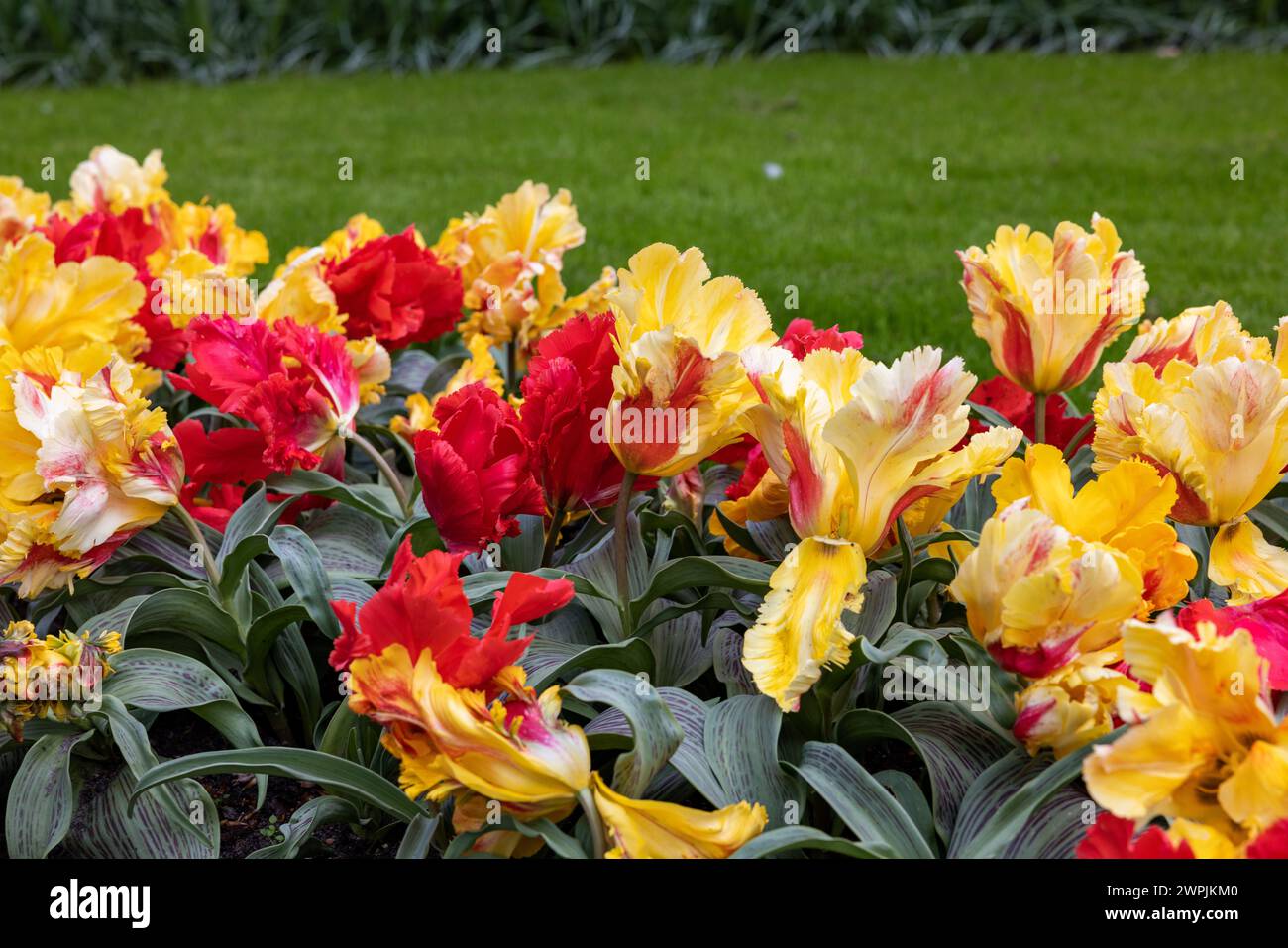 Yellow And Red Tulip Called Zampa Parrot Parrot Group Tulips Are