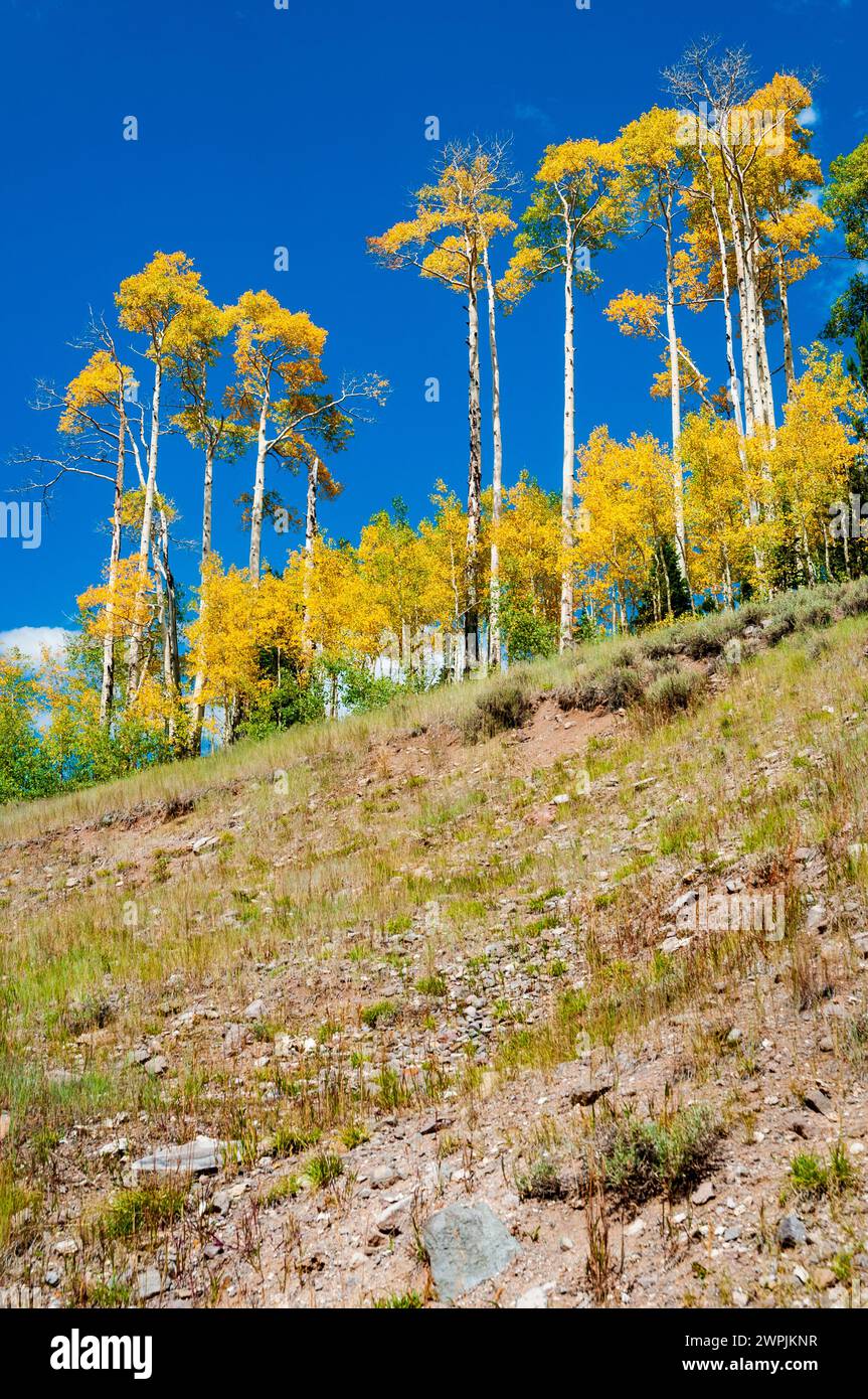 Cedar breaks conservation hi-res stock photography and images - Alamy