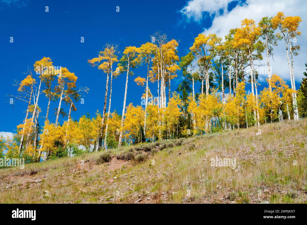 Treeline Forest at Cedar Breaks National Monument, natural amphitheater ...