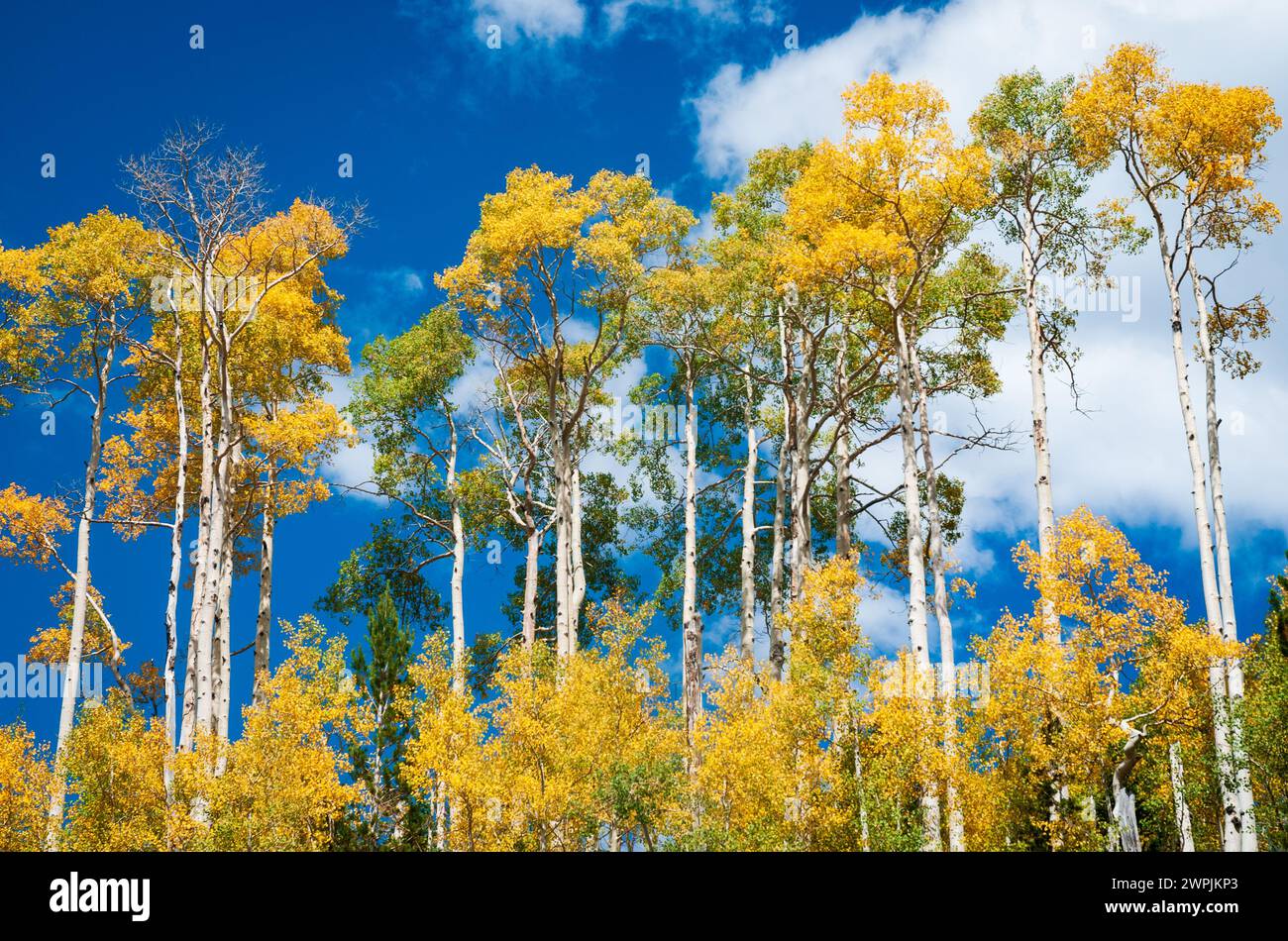Treeline Forest at Cedar Breaks National Monument, natural amphitheater ...