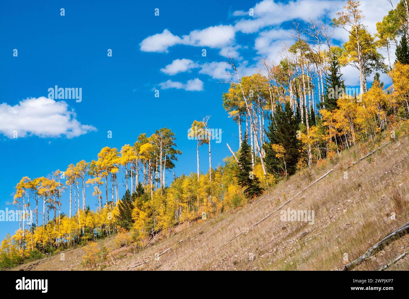 Treeline Forest at Cedar Breaks National Monument, natural amphitheater ...