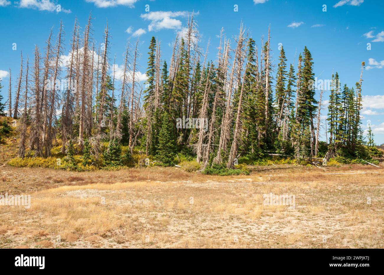 Treeline Forest at Cedar Breaks National Monument, natural amphitheater ...