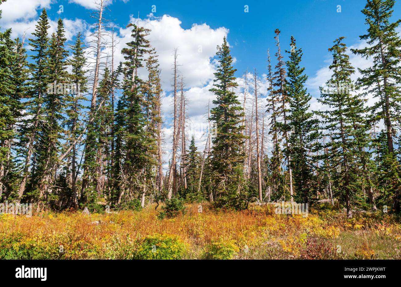 Treeline Forest at Cedar Breaks National Monument, natural amphitheater ...