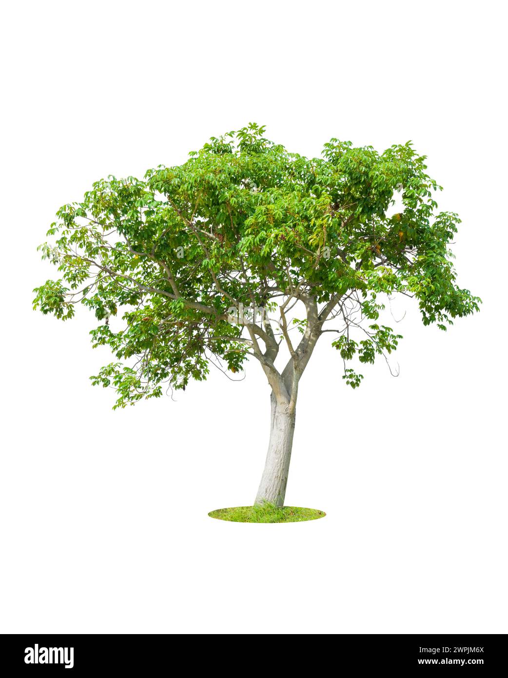 Cochlospermum regium or yellow silk cotton tree isolated on white ...