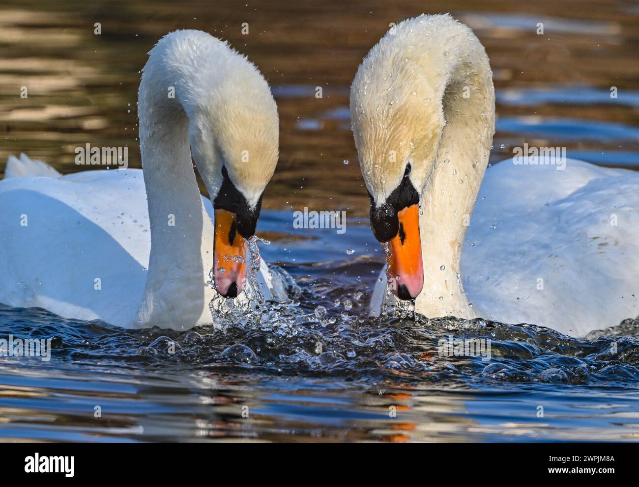 Beeskow, Germany. 07th Mar, 2024. A pair of mute swans (Cygnus olor ...