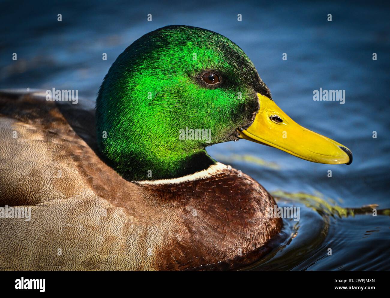 Beeskow, Germany. 07th Mar, 2024. A mallard (Anas platyrhynchos), here ...