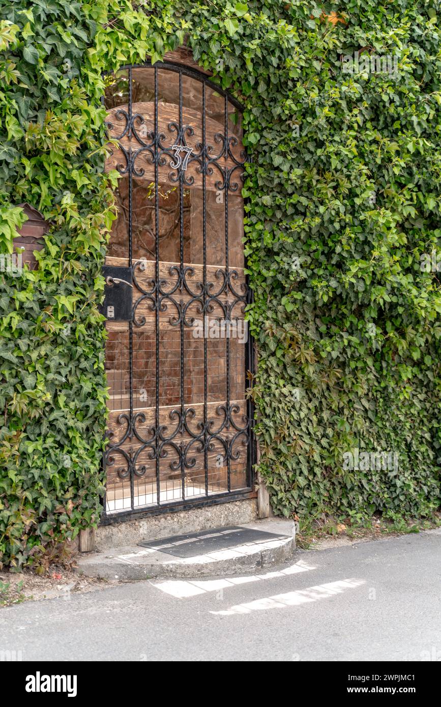 Castle gate arch with ivy. The arch of the castle gate is covered with ...