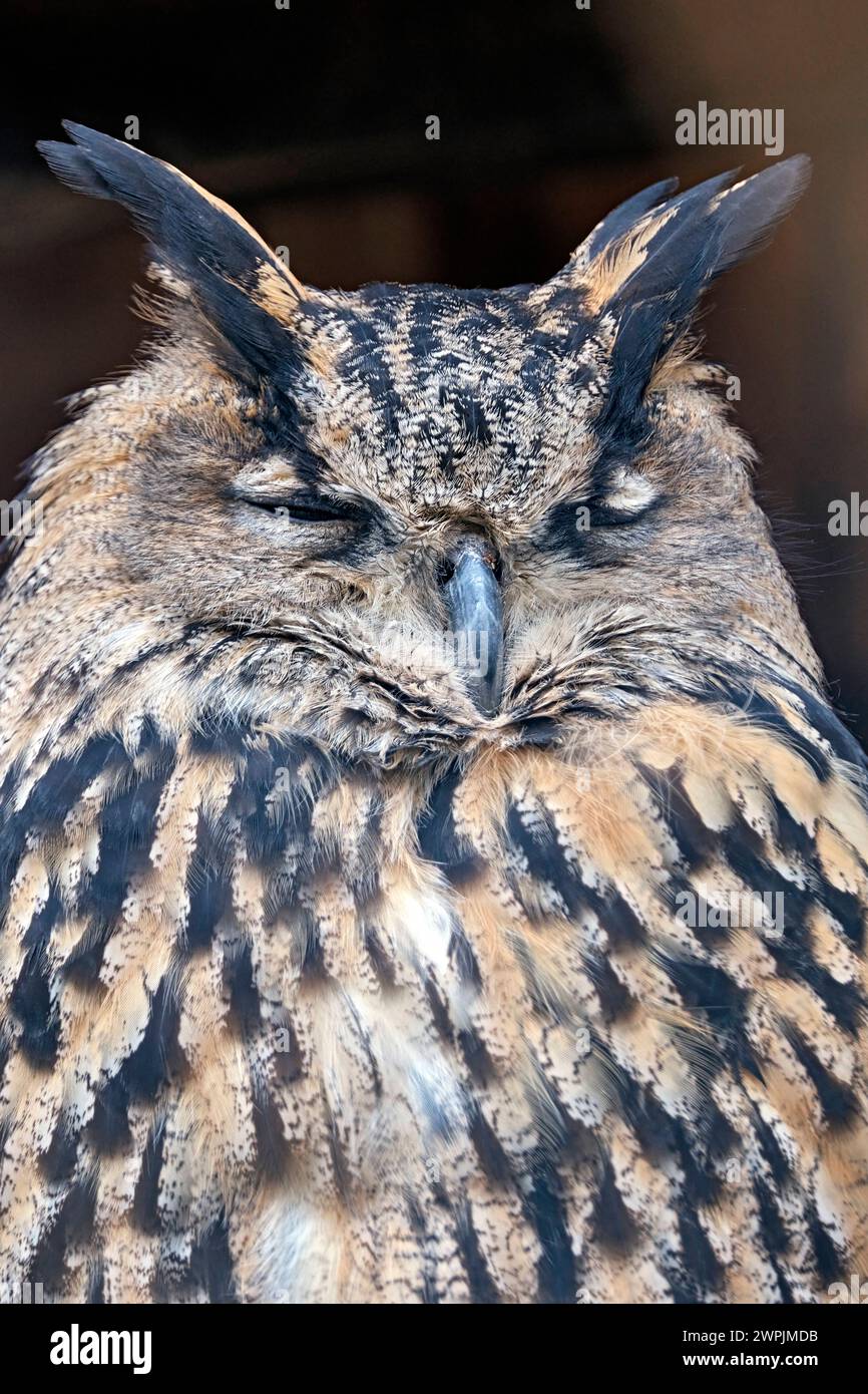 Uhu Bubo bubo . Uhu Bubo bubo . 20240308MIC0199 *** Eagle owl Bubo bubo ...