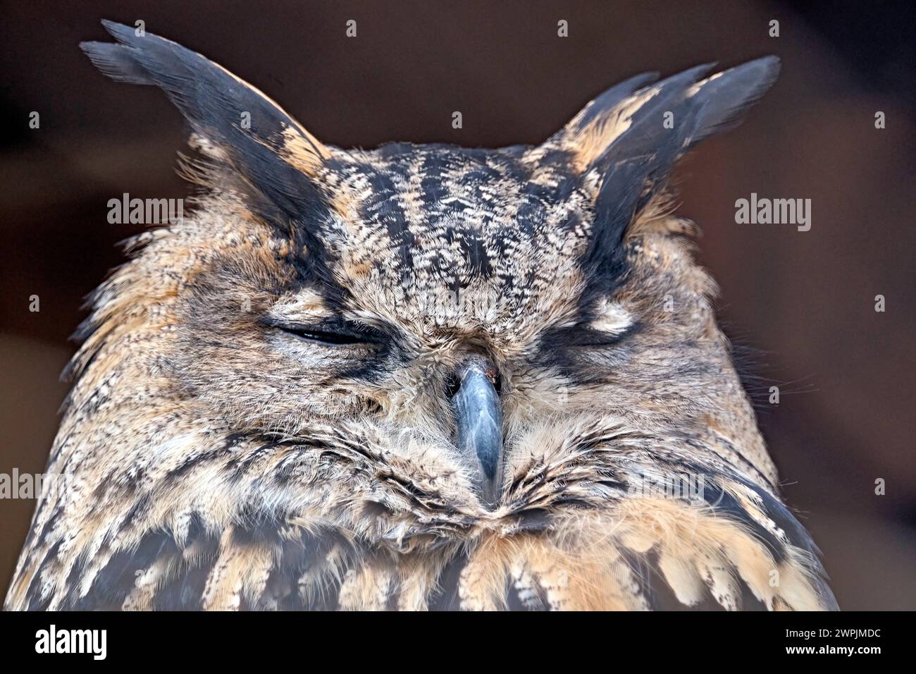 Uhu Bubo bubo . Uhu Bubo bubo . 20240308MIC0205 *** Eagle owl Bubo bubo ...