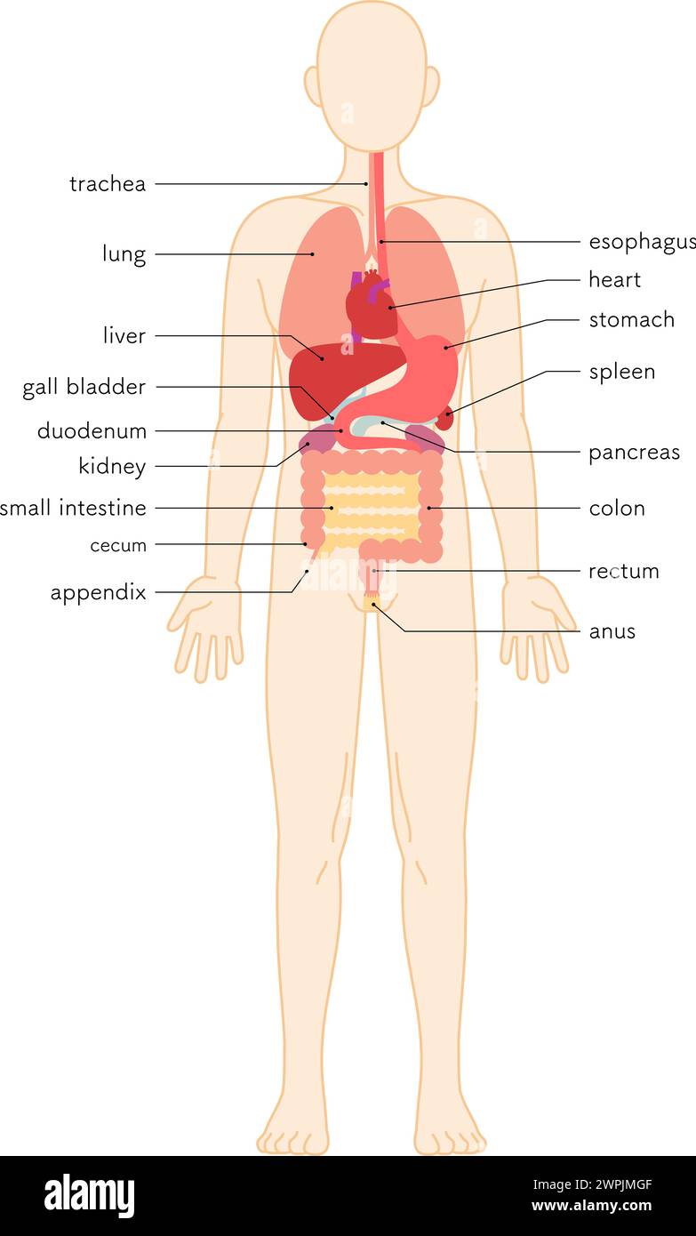 Structural drawing of the human body, illustration of internal organs ...