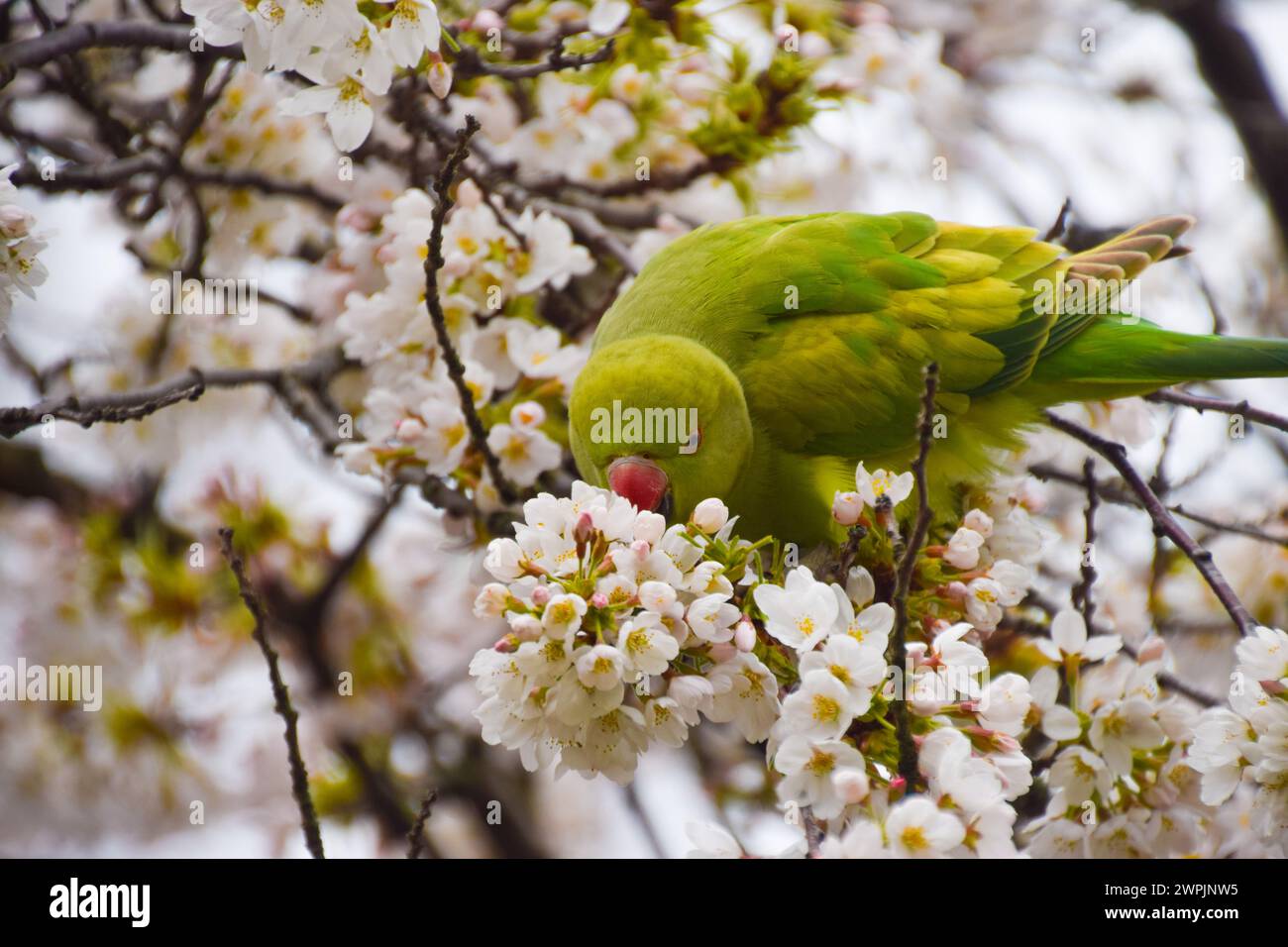 London, England, UK. 7th Mar, 2024. A ring-necked parakeet, also known ...