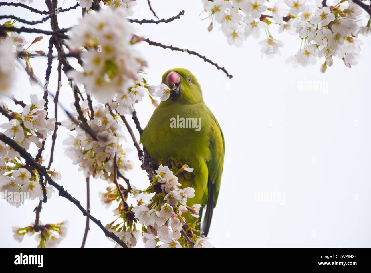 London, England, UK. 7th Mar, 2024. A ring-necked parakeet, also known ...
