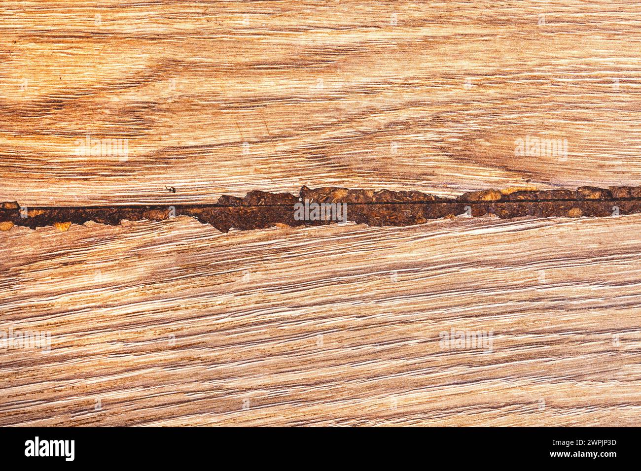 Wooden laminate flooring with water damage. Close up of join with ...
