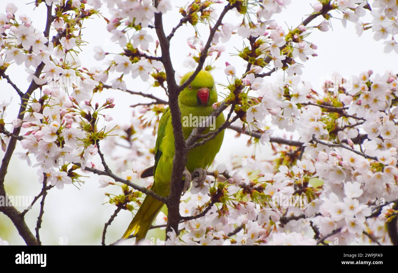 London, England, UK. 7th Mar, 2024. A ring-necked parakeet, also known ...