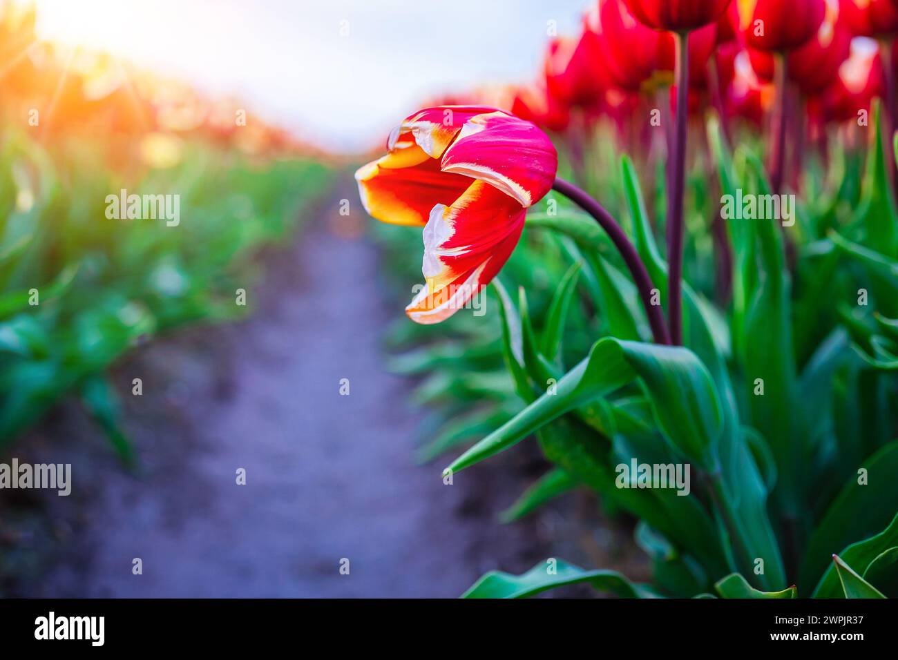 Magical landscape with fantastic beautiful tulips field in Netherlands ...