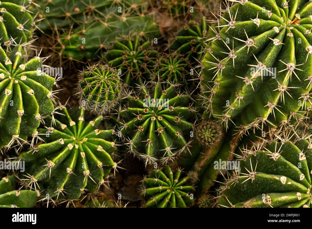 Nature green background, cactus tree. Close-up cactus, cacti Stock ...