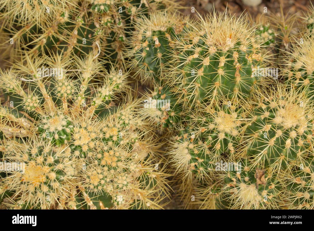 Golden Barrel cactus cluster in Desert Winter Nature background Stock ...