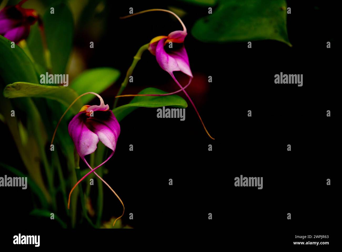 Angel orchid hi-res stock photography and images - Alamy