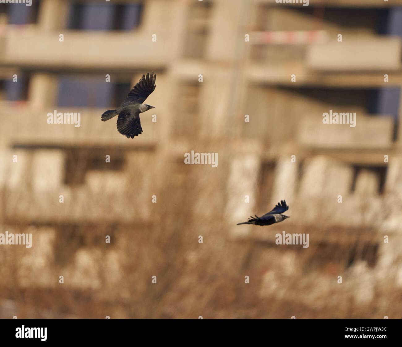 A couple of crows flying in the front of urban buildings Stock Photo ...