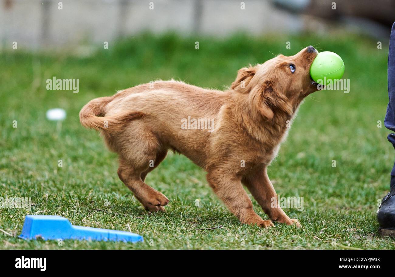 Cute little brown dog playing happy in the grass with its owners Stock ...