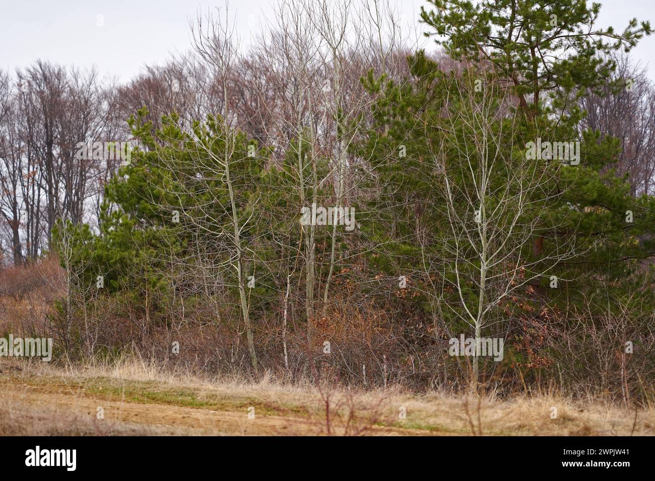 Mixed trees forest with coniferous and deciduous trees and a path going ...