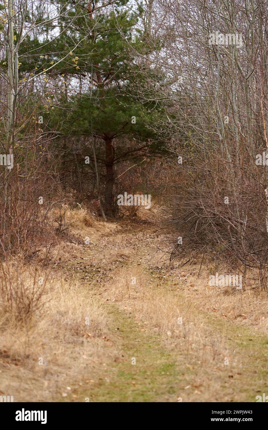 Mixed trees forest with coniferous and deciduous trees and a path going ...