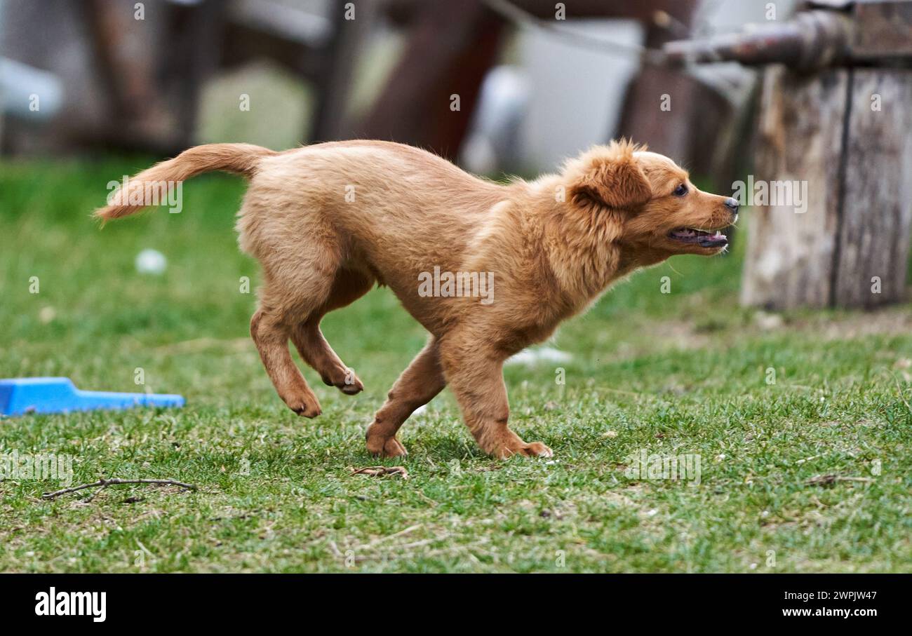 Cute little brown dog playing happy in the grass with its owners Stock ...