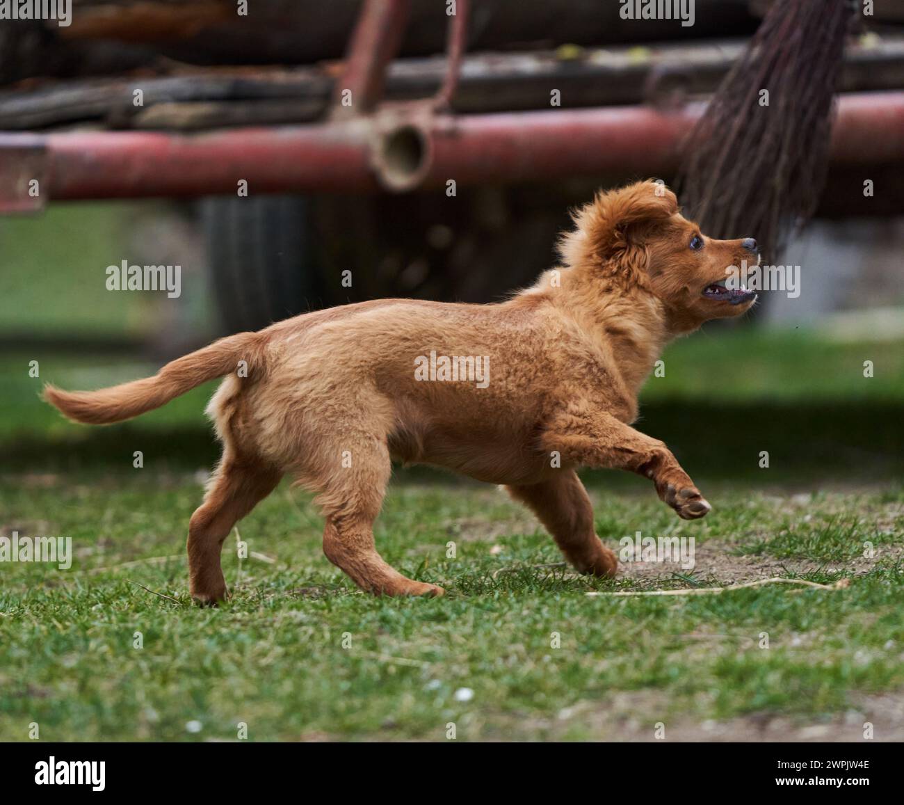 Cute little brown dog playing happy in the grass with its owners Stock ...