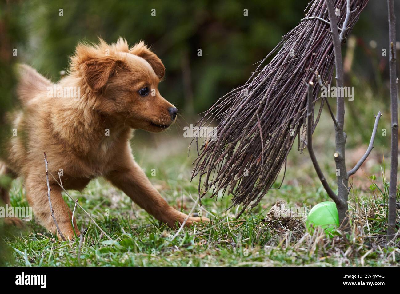 Cute little brown dog playing happy in the grass with its owners Stock ...