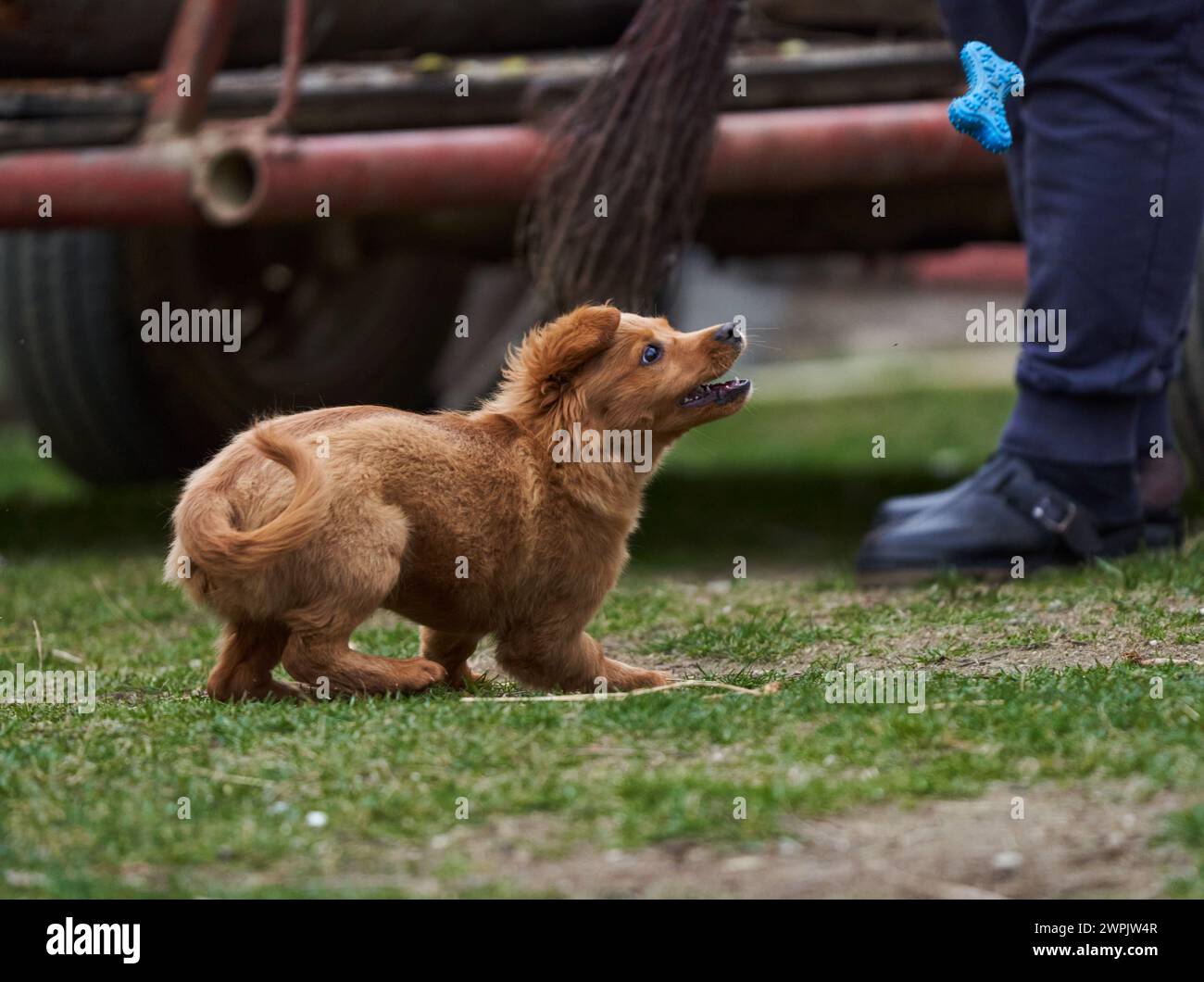 Cute little brown dog playing happy in the grass with its owners Stock ...